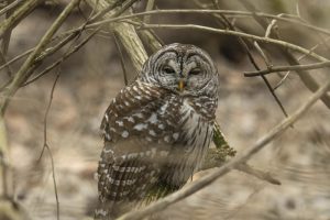 EARTHTALK: BARRED OWLS IN FEDERAL CROSSHAIRS